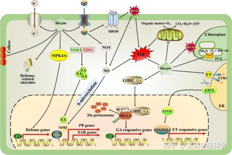 J Adv Res 综述｜扬州大学朱峰课题组评述植物免疫诱抗剂在植物病害可持续防控中的应用及展望 - 知乎