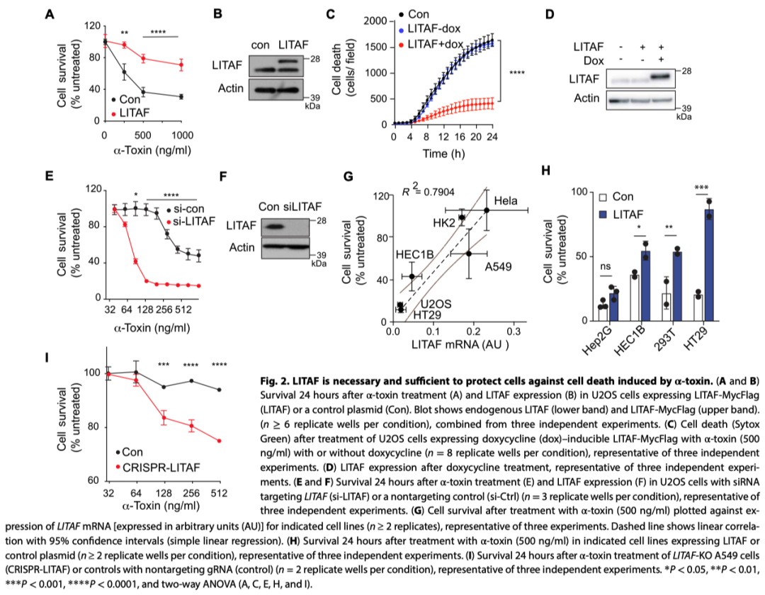Science Immunology丨LITAF 通过促进膜修复，防止孔形成蛋白诱导的细胞死亡 - 知乎