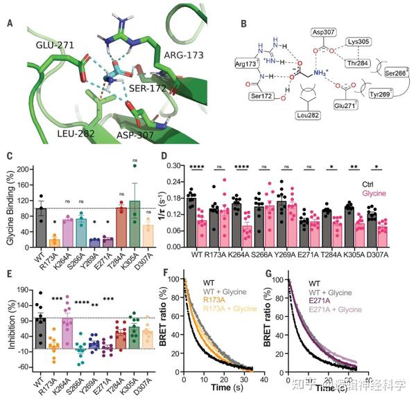 Science︱突破！美国佛罗里达大学团队发现：孤儿G蛋白偶联受体GPR158作为一种代谢甘氨酸受体——mGlyR - 知乎