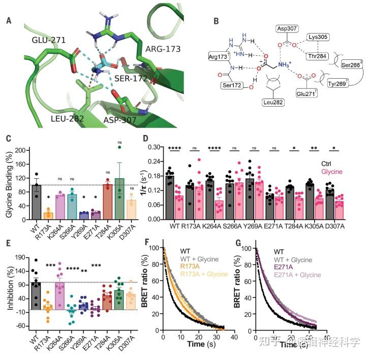 Science︱突破！美国佛罗里达大学团队发现：孤儿G蛋白偶联受体GPR158作为一种代谢甘氨酸受体——mGlyR - 知乎