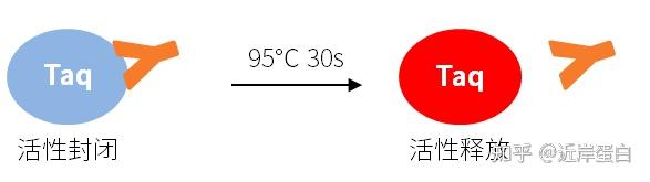 Taq antibody提高PCR扩增特异性的机制 - 知乎