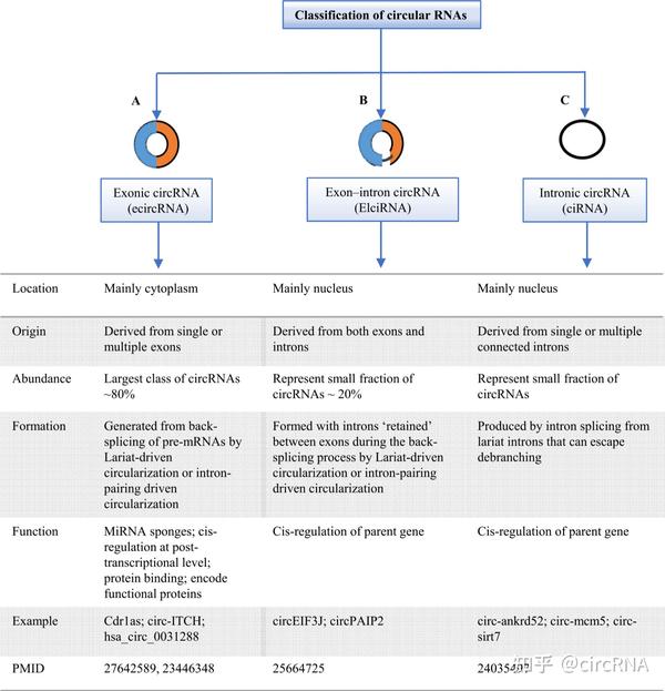 Pharmacol Ther丨杨晓峰教授综述circRNA在心血管和代谢性疾病中的研究进展 - 知乎