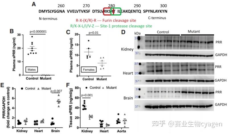 国外学者发现sPRR可能通过RAA系统非依赖性信号来调节血压 - 知乎