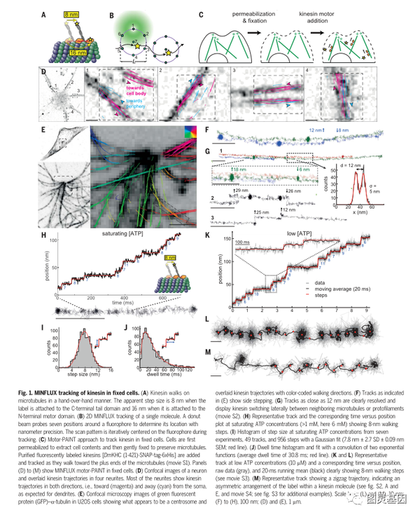 Science | 用世界最高分辨率光学显纳镜MINFLUX直接观察活细胞中的马达蛋白步进 - 知乎