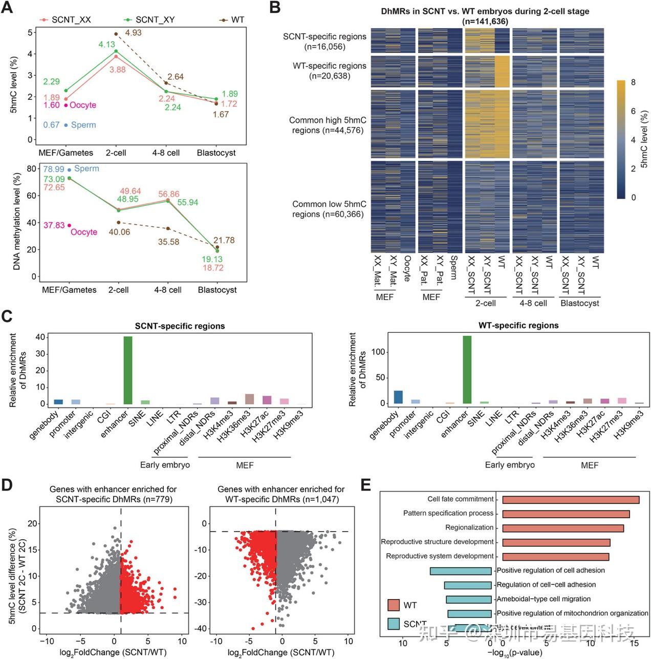 易基因：Adv Sci/IF14.1：中科院动物所郭帆团队等表观多组学揭示克隆胚胎DNA羟甲基化动态及功能 解析体细胞重编程障碍机制 - 深圳市易基因科技 - 博客园