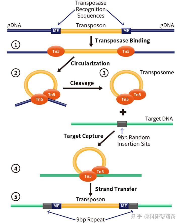 一文搞懂CUT&Tag - 知乎