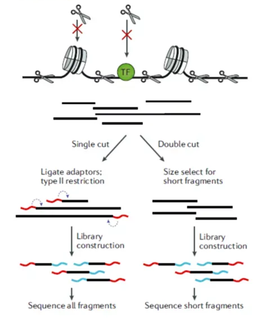 MNase-seq,ATAC-seq,DNase-seq - 知乎