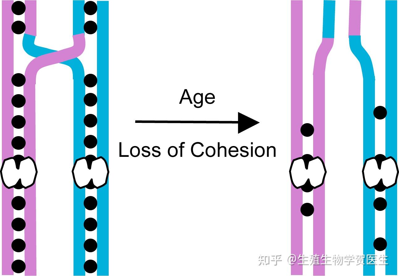 Cohesin蛋白：胚胎健康的守护者！ - 知乎