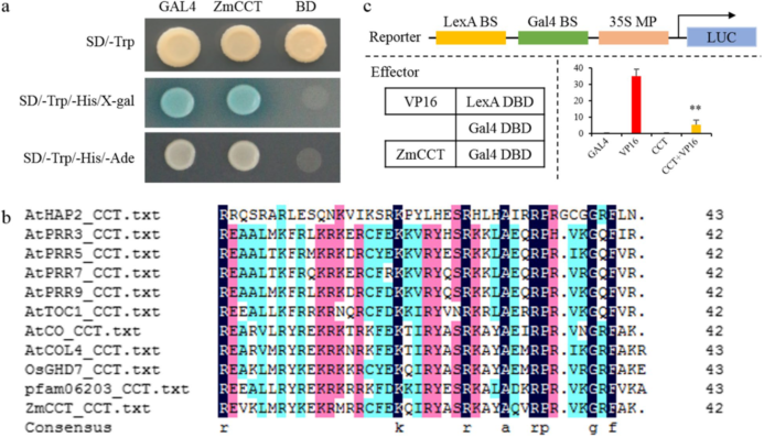 BMC Plant Biol｜DAP-seq和RNA-seq揭示转录因子ZmCCT调节玉米光周期依赖性开花和胁迫响应 - 知乎