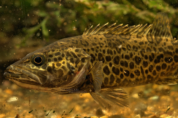 原生鱖(guì)鱼科普，这一次是真的香！ - 知乎
