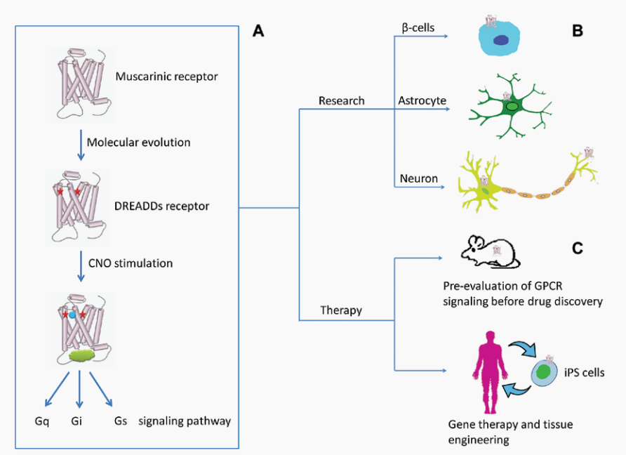 化学遗传操控小鼠：DREADDs与CNO的完美组合 - 知乎