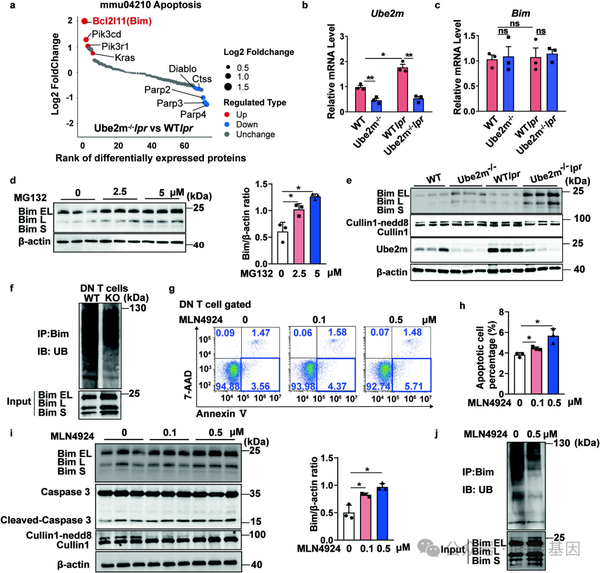 STTT |浙江中医药大学温成平团队首次揭示拟泛素化调节机制，治疗狼疮的新型靶点 - 知乎