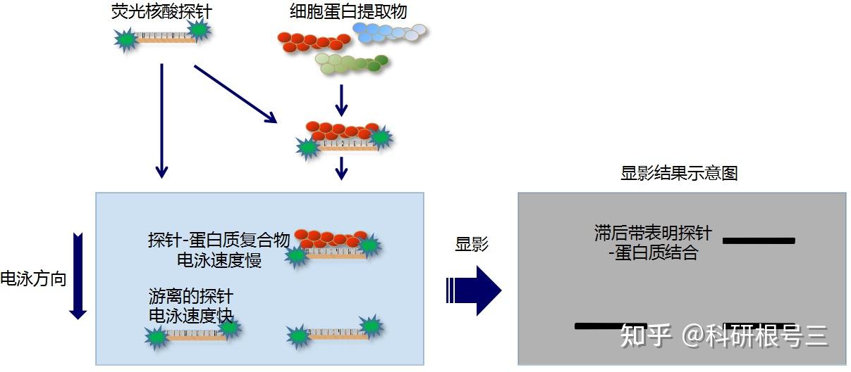 验证核酸-蛋白相互作用 | 凝胶迁移EMSA实验流程及结果分析 - 知乎