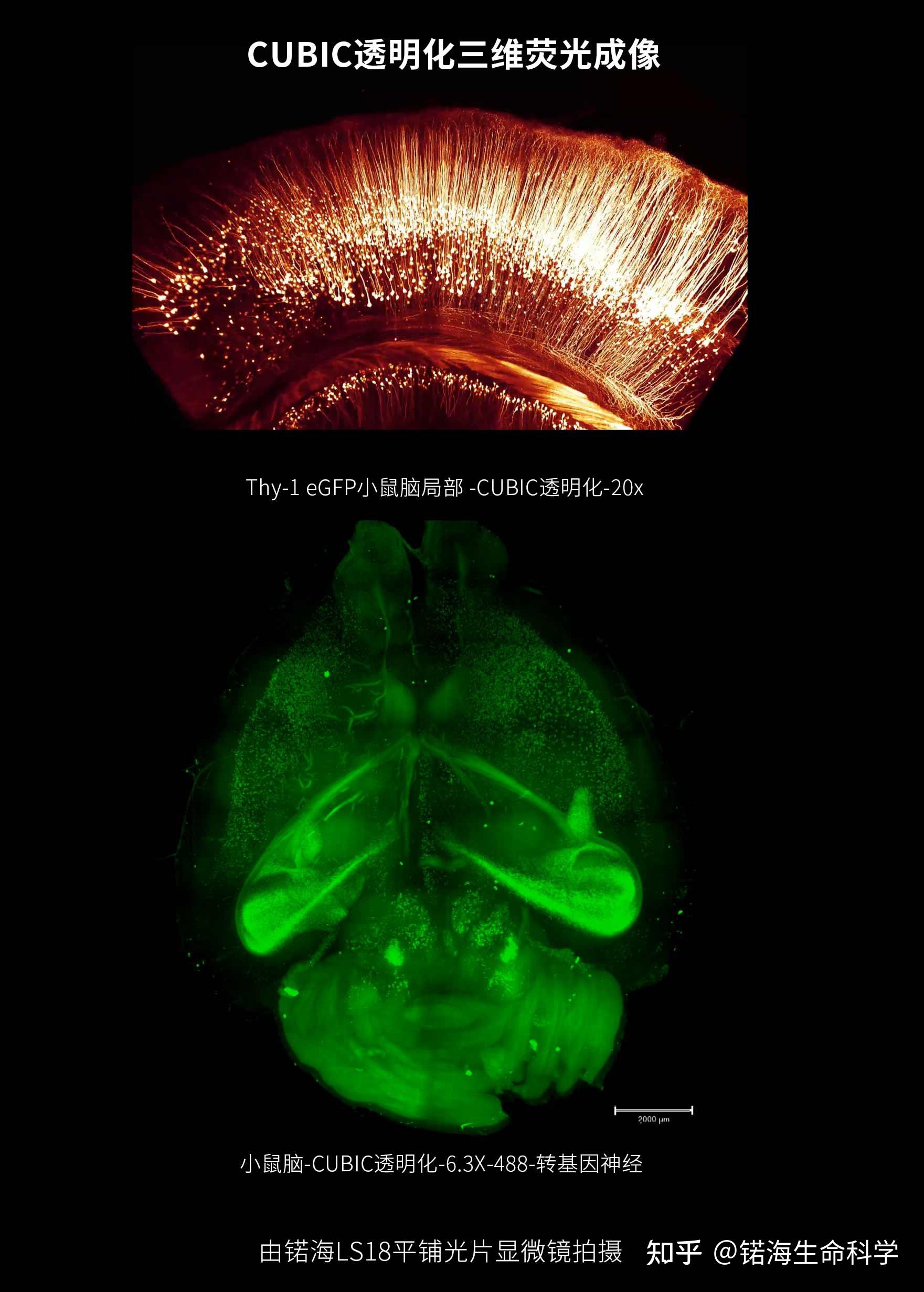 科研干货，组织透明化技术之Advanced CUBIC - 知乎