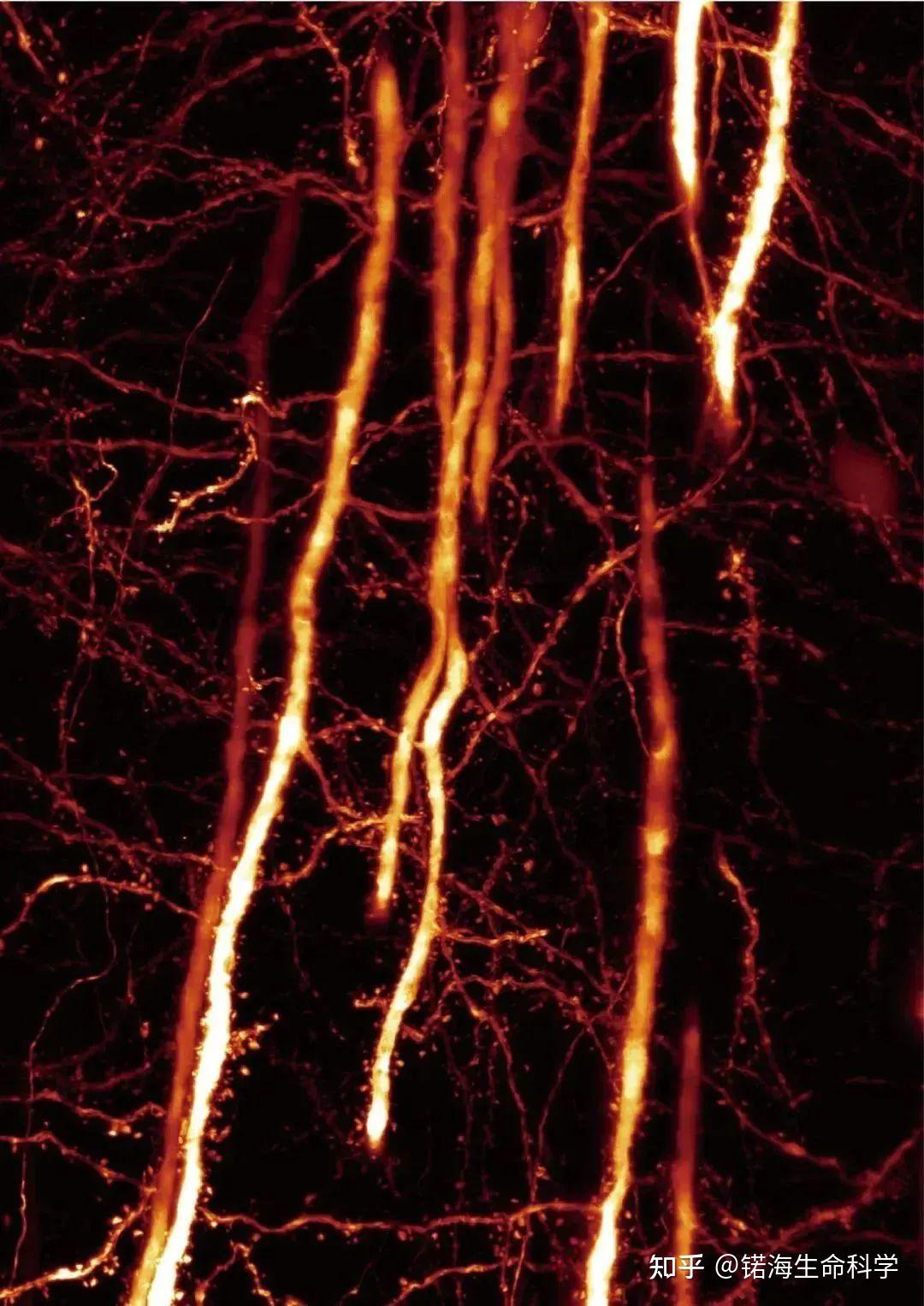 全新生物组织透明化试剂盒(水性)&生物组织膨胀试剂盒 - 知乎