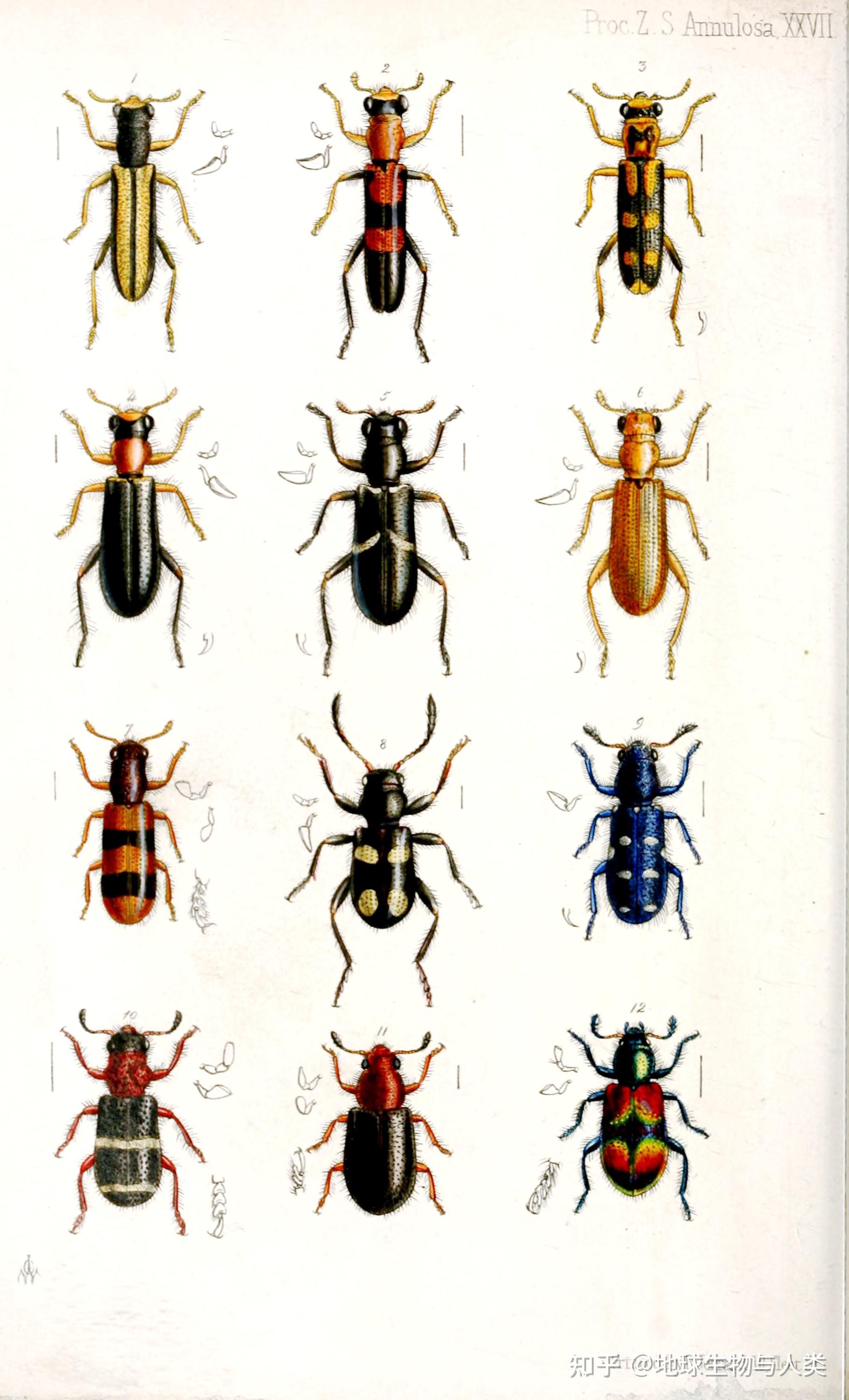 【动物界全系列】扁虫下目—郭公虫总科〈郭公甲总科〉 - 知乎