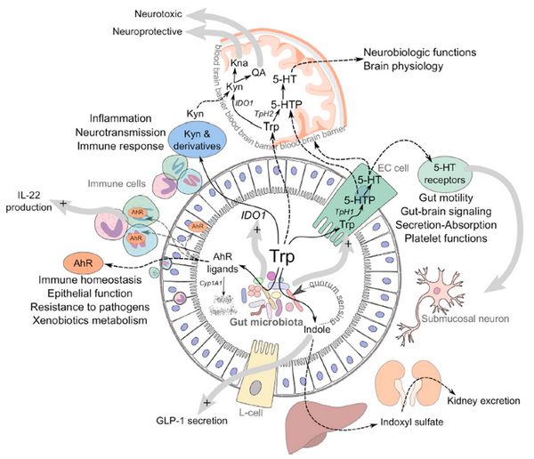 重磅综述丨Cell Host Microbe肠道菌群与色氨酸代谢 - 知乎
