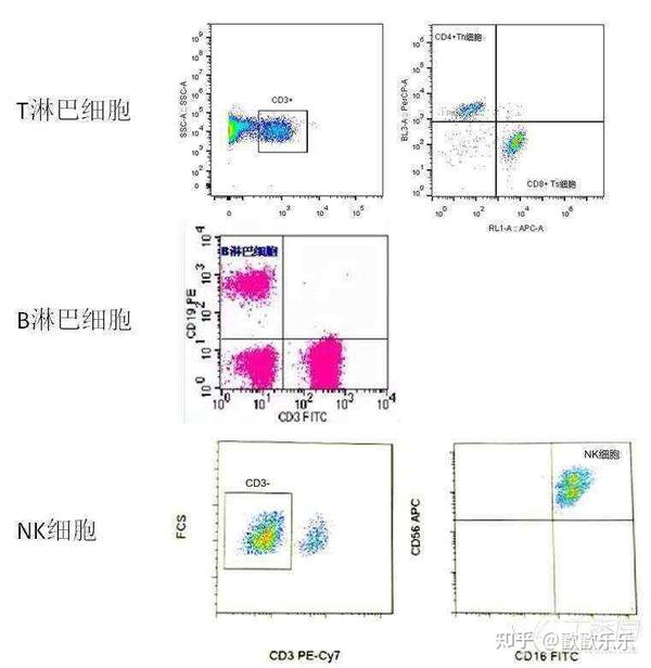 细胞实验：流式与免疫 flow-cytometry - 知乎