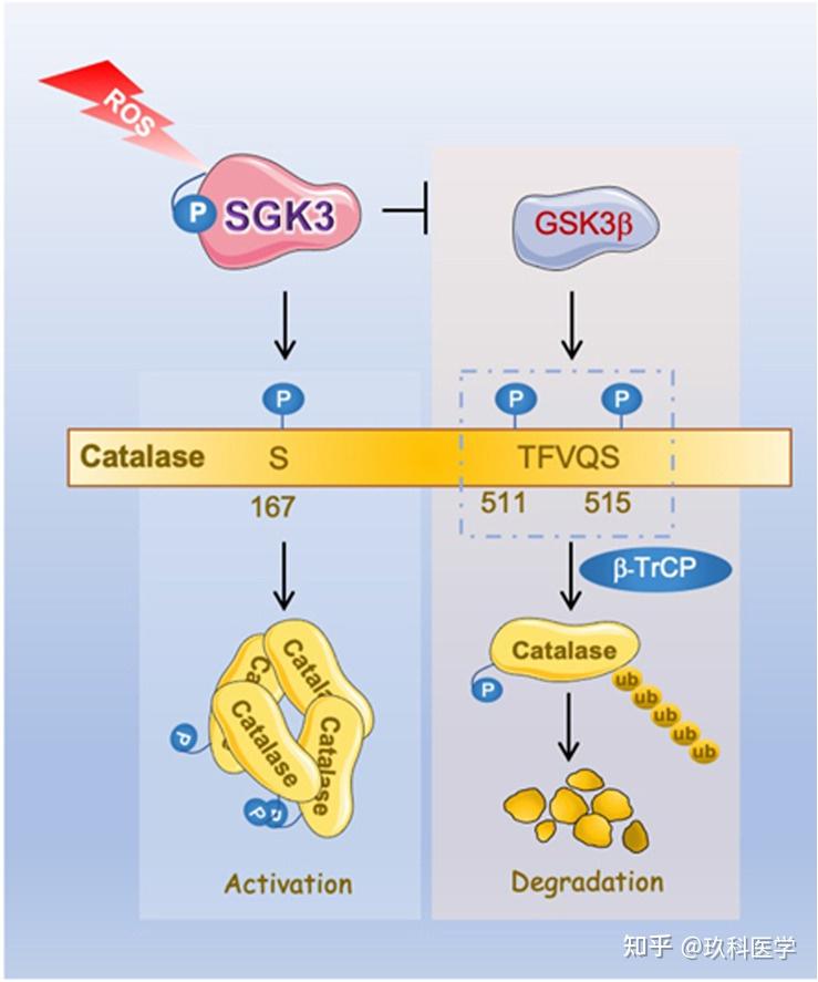 IF=11.4分，揭示了SGK3在维持氧化还原稳态中的作用，为宫颈癌的治疗提供了新的思路 - 知乎