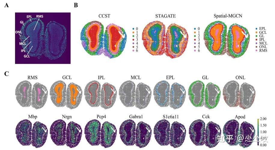 空转分析工具 | Spatial-MGCN：基于注意机制识别空间域的新型多视图卷积网络 - 知乎