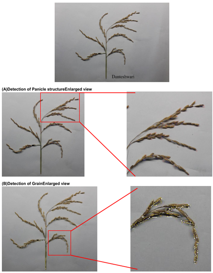 利用P-TRAP软件分析122个水稻RIL的穗部结构 - 知乎