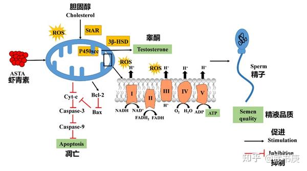 吃天然虾青素提高睾酮合成、精液品质和精子活力 知乎