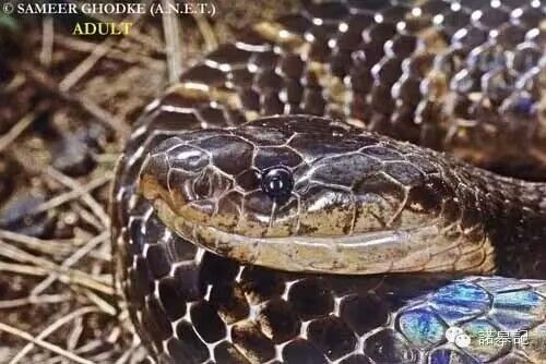 献给钟爱的Bungarus环蛇属（Krait) - 知乎