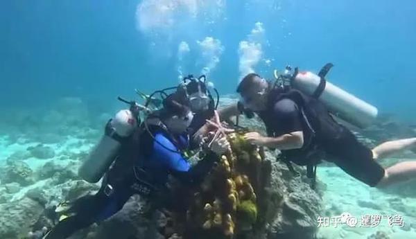 中国游客在泰国普吉岛潜水抓海洋生物拍照事件,旅游公司紧急致歉 知乎