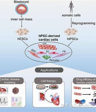 人诱导多功能干细胞hiPSC-衍生的心肌细胞（hiPSC-CMs） - 知乎