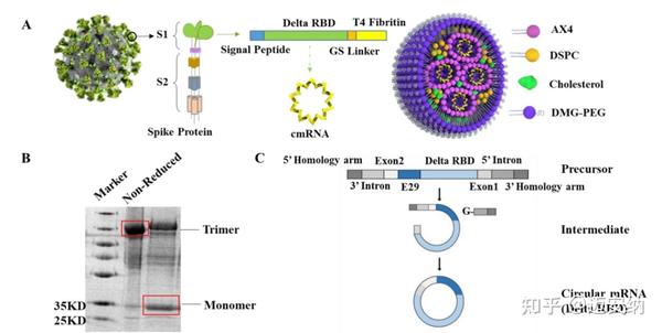 迈安纳GMP级INano P中试平台助力企业客户开发新型LNP递送系统用于新冠疫苗的研发 - 知乎