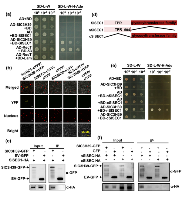 RIP-seq项目文章｜New Phytol发表番茄耐寒的转录后调控机制 - 知乎