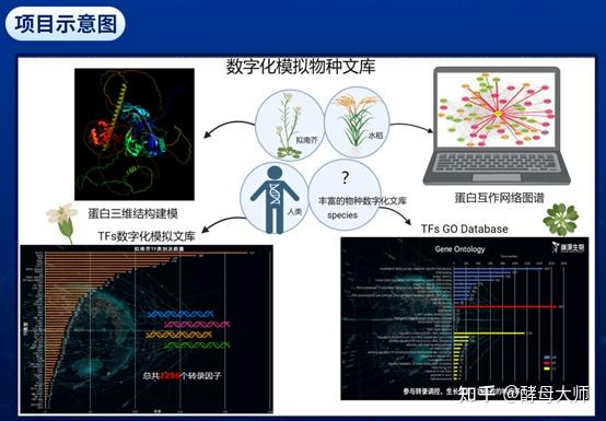 数字化转录因子文库：全面揭示转录因子蛋白互作，惊人覆盖率达到多少？ - 知乎