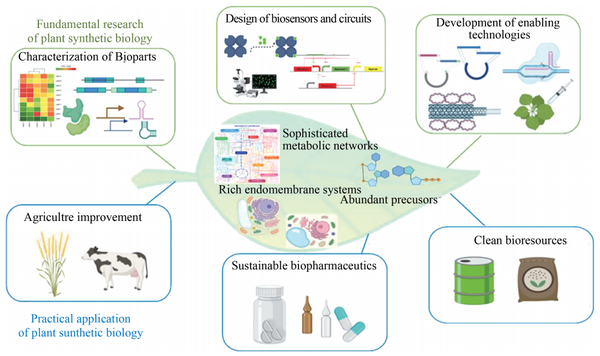 植物合成生物学简介 - 知乎