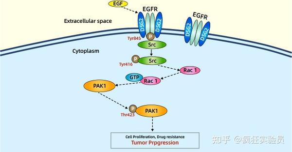 DSG2：桥粒芯蛋白家族DSGs表达最广泛的成员，心肌病、腺病毒和肿瘤新兴靶点？ - 知乎