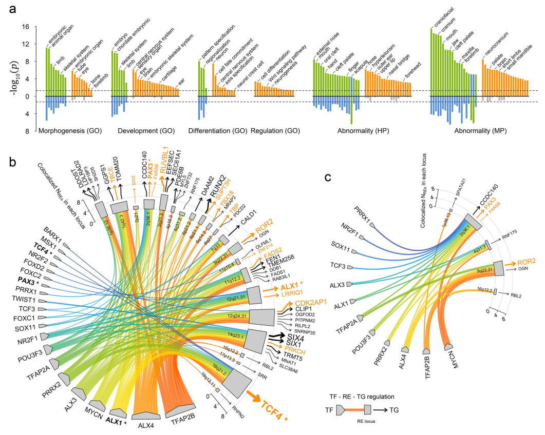 Nat Commun︱刘凡/Manfred Kayser团队合作发表多表型全基因组集成分析新方法 - 知乎