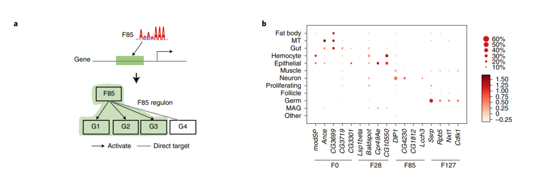 Nature Genetics | 基于人工智能神经网络的基因组解读系统Nvwa并揭示细胞命运决定共性规律 - 知乎