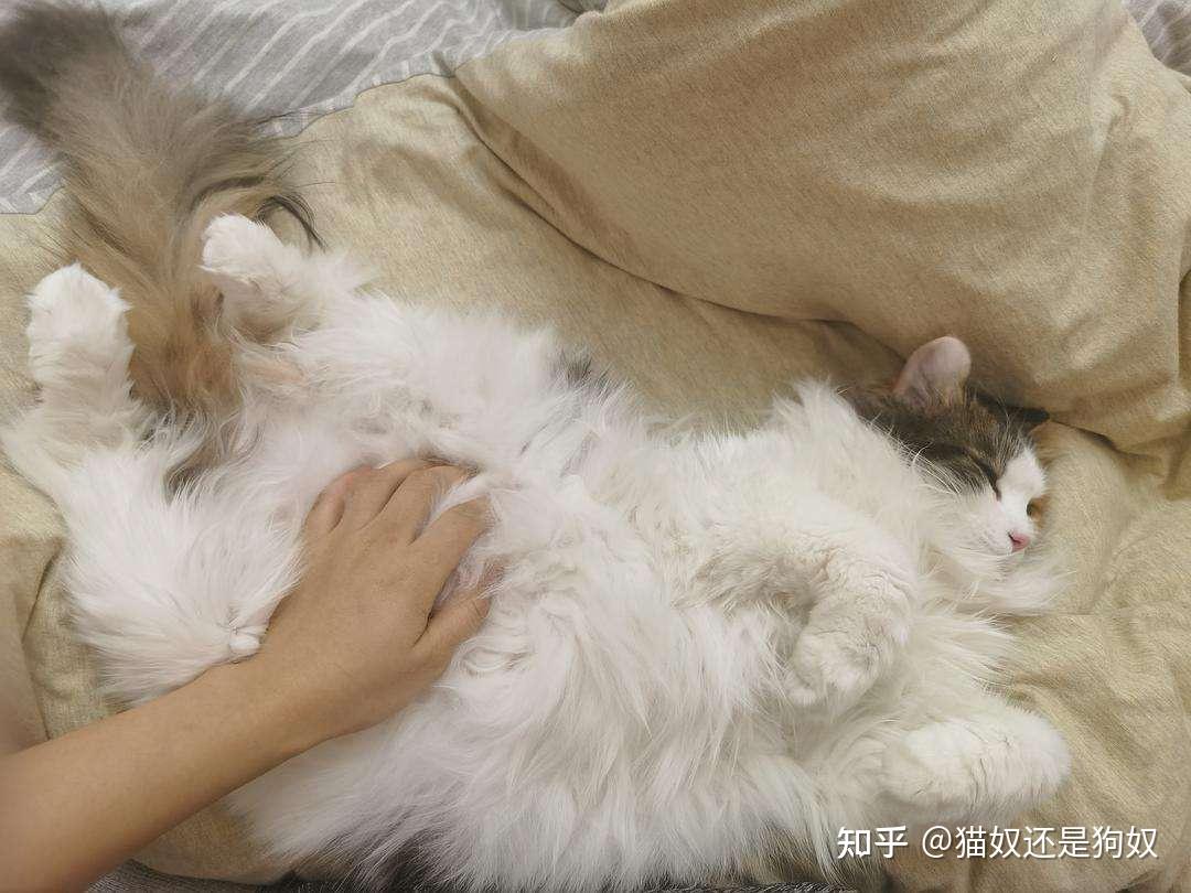猫咪对你翻肚皮，其实它是这样认为的 知乎
