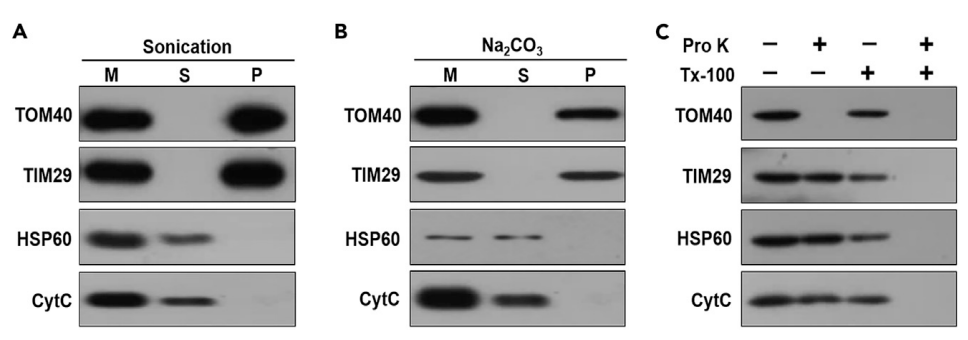 STAR Protocols︱温州医科大学方合志/王娅课题组发表线粒体分离及线粒体蛋白亚定位方法 - 知乎