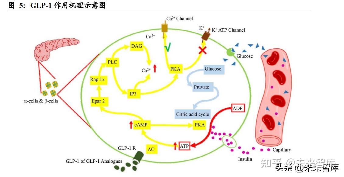 医药行业GLP~1专题报告：“成熟应用+口服”刺激扩容 - 知乎