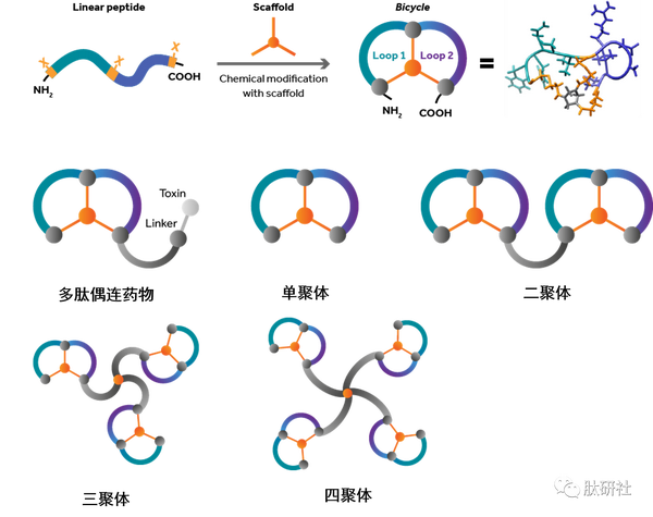 Focus | 噬菌体展示技术——合成生物学的实力新星 - 知乎