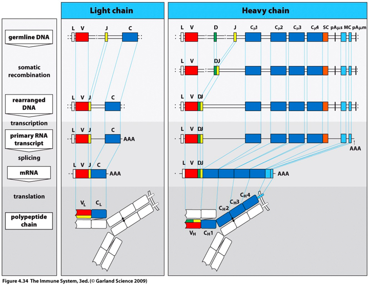 【科普】B细胞的养成之路(一) - 知乎
