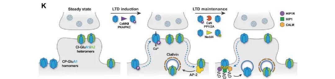 Sci Adv. | 阿尔兹海默症风险因子CLAM介导CP-AMPAR内吞机制双向调控突触可塑性 - 知乎