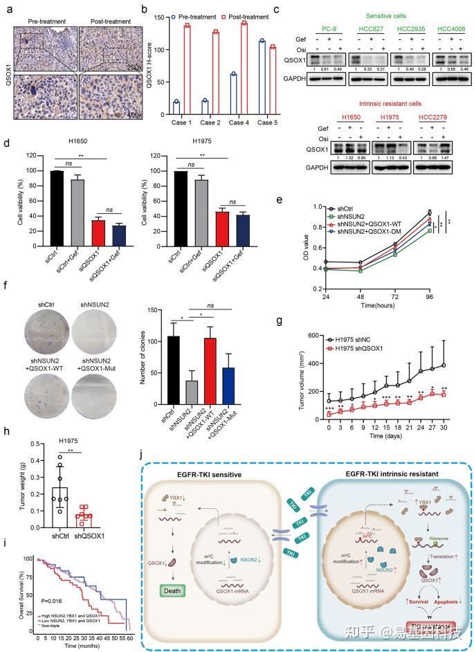 易基因：m5C高甲基化介导EGFR突变的非小细胞肺癌耐药潜在机理 - 深圳市易基因科技 - 博客园