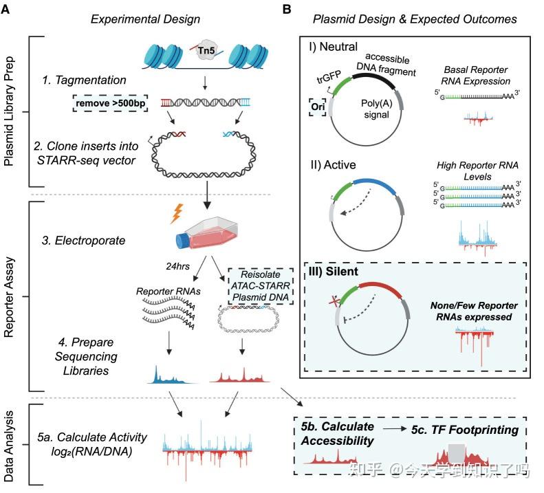 ATAC-STARR测序揭示了人类基因组染色质可及性区域内的转录因子结合的激活子和沉默子 - 知乎