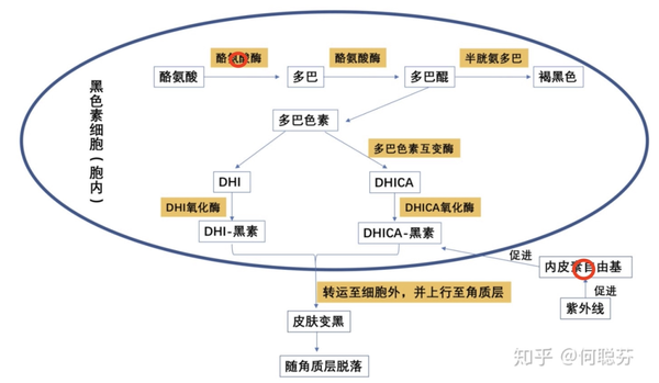 维生素e的营养价值,抗氧化、美白、增强免疫力 知乎