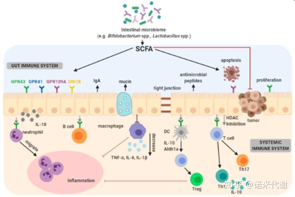 【短链脂肪酸专题】SCFAs为何成为影响机体健康的“关键物质”？ - 知乎