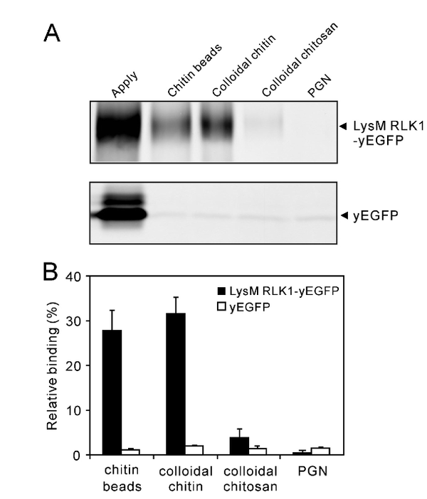 病原菌Chitin与植物受体之间的一报还一报重复博弈策略 - 知乎