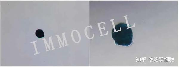 MSC人脐带间充质干细胞复苏培养方法 - 知乎