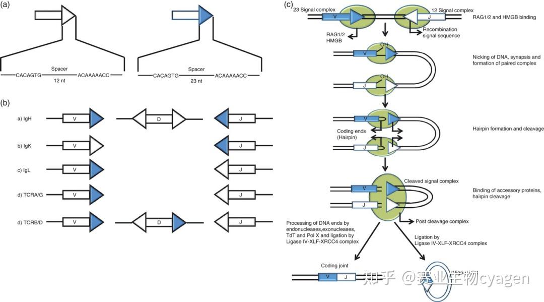 Rag1基因敲除小鼠研究Rag1相关机制 - 知乎