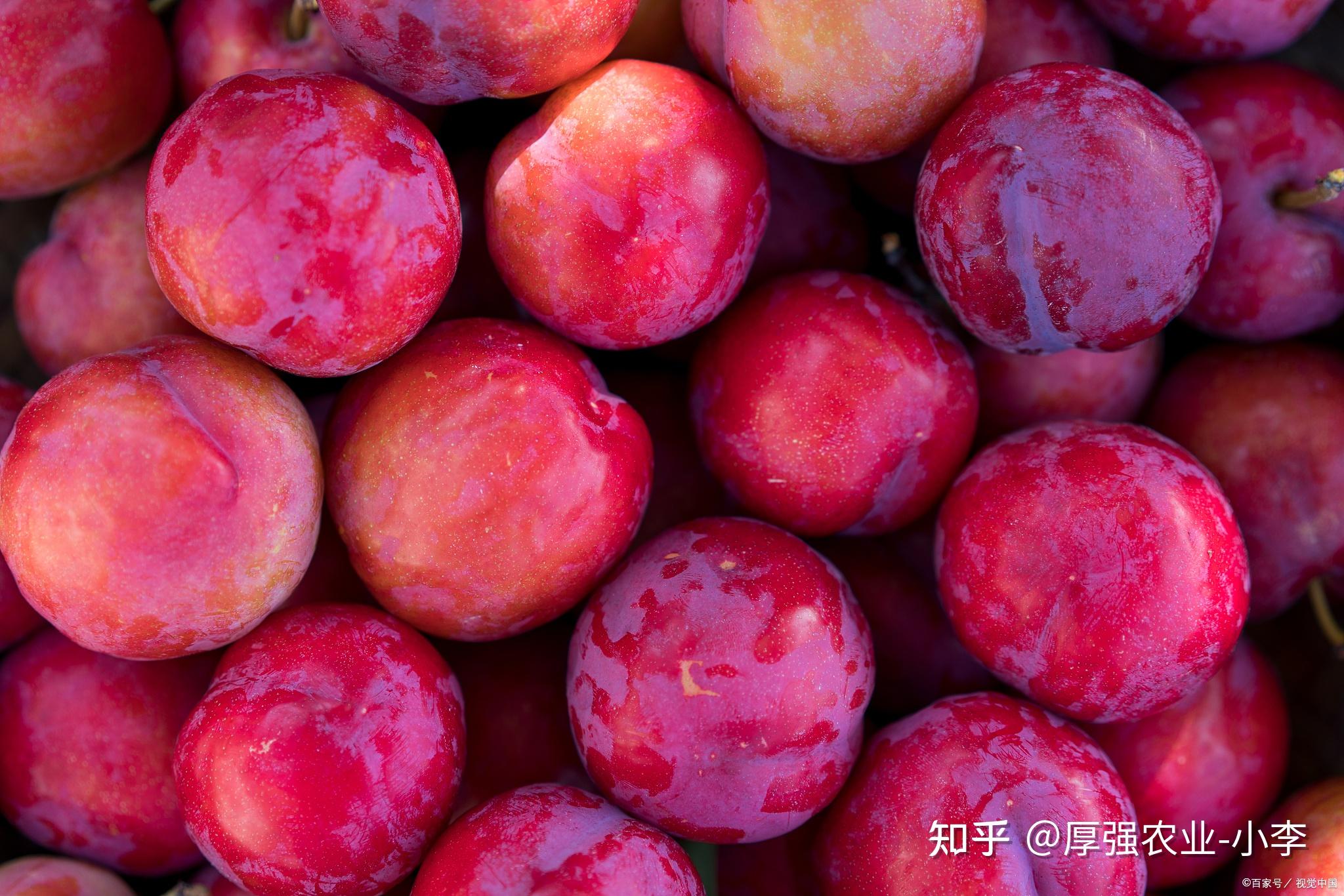 脆红李子苗高产栽培技术要点？桃李甲天下李子苗基地告诉您！ - 知乎